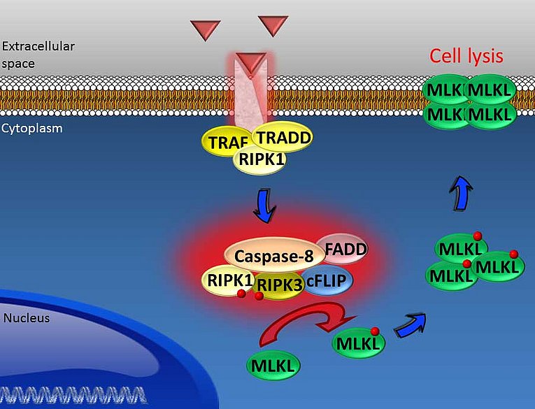 Projekte - Medizin 1 | Uniklinikum Erlangen